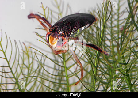 animal animals water boatman boatmen waterboatman waterboatmen insect ...