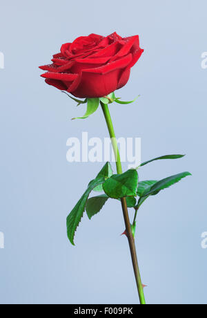 A Single Red Rose on a Blue Table Stock Photo - Alamy