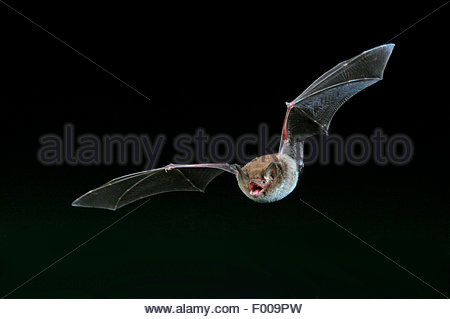 Daubenton's bat (Myotis daubentoni) in flight, side view Stock Photo ...
