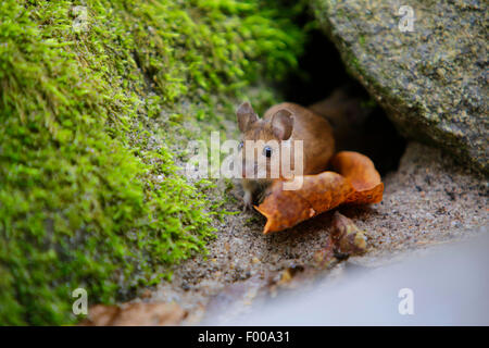 house mouse (Mus musculus), juvenile house mice leaving the nest for ...