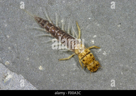 alderfly (Sialis spec.), larva in water, Germany Stock Photo - Alamy