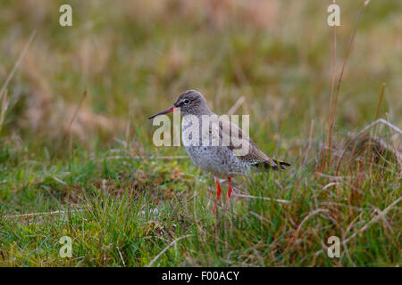 common redshank (Tringa totanus), nest with four eggs in grass, Germany ...