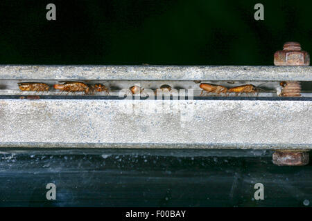 German cockroach, cockroach, German cockroaches, cockroaches ...