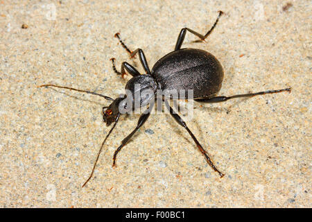 Snail hunter beetle (Cychrus caraboides). Ground beetle in family ...