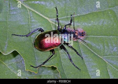 Greater caterpillar hunter, Forest caterpillar hunter, European ...
