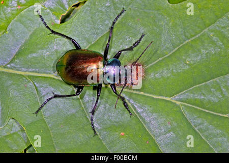 Greater caterpillar hunter, Forest caterpillar hunter, European ...