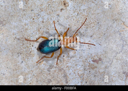 greater bombardier beetle (Brachinus crepitans), on a stone, Germany ...
