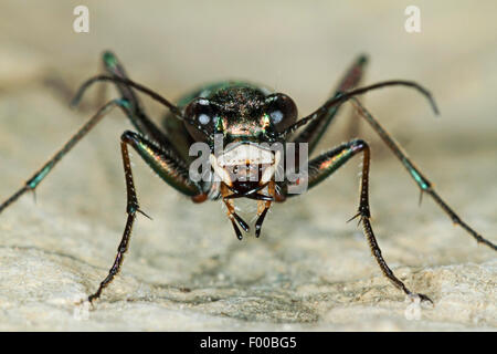 German tiger beetle, Cliff tiger beetle (Cylindera germanica ...