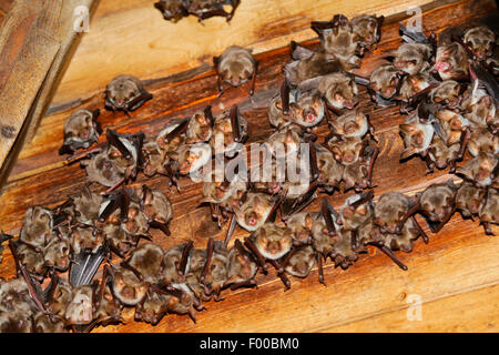 great colony wild bats in the Bat Cave Chamera Gupha NEPAL Asia Stock ...