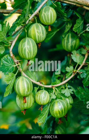 Fresh green gooseberries on a branch of gooseberry bush in the garden ...
