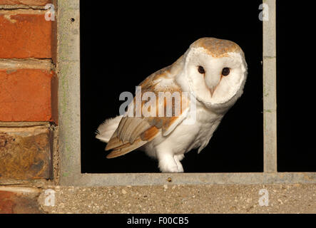 Birds sitting in the barn window Stock Photo - Alamy