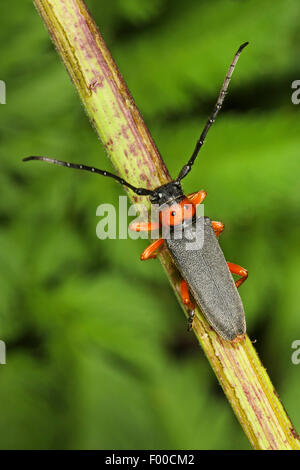 Longhorn beetle (Phytoecia nigripes, Musaria nigripes, Phytoecia ...