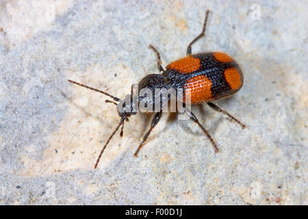 ground beetle (Panagaeus bipustulatus), on a stone, Germany Stock Photo ...