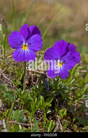 Swiss violet (Viola calcarata), blooming, Germany Stock Photo - Alamy