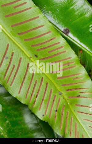 Sori, Harts-tongue fern (Asplenium scolopendrium Stock Photo - Alamy