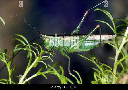 Meadow or long-horned grasshopper (Conocephalus longipennis) pest of ...