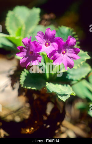 Close up of pink wild primrose (primula vulgaris) flowers in bloom ...