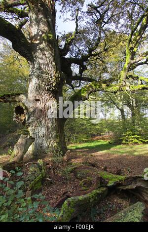 Old oak tree on a green meadow Stock Photo - Alamy