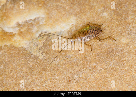 Spotted Mediterranean Cockroach, Ectobid cockroach (Ectobius pallidus ...