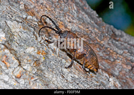 Weaver beetle, Lamia textor on salix Stock Photo - Alamy