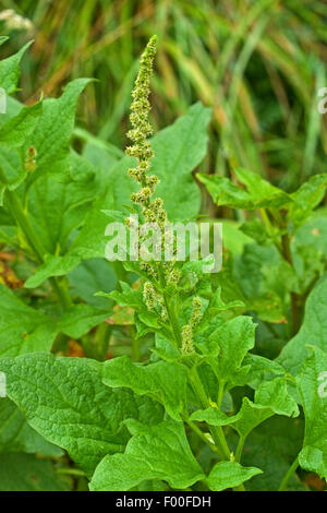 Good-King-Henry / Poor-man's Asparagus / Perennial Goosefoot / mercury ...