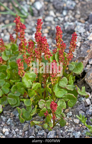 Mountain sorret, Alpine sorrell (Oxyria digyna), at a rock wall ...