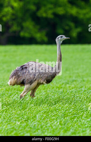 Greater Rhea - standing / Rhea americana Stock Photo - Alamy