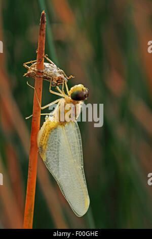 black sympetrum (Sympetrum danae), larva hatches out of its larval skin ...