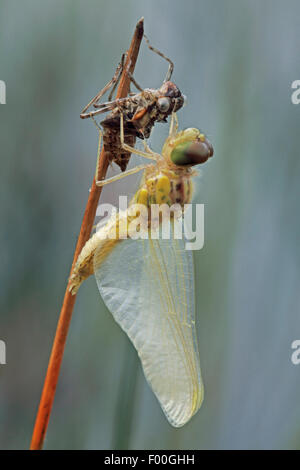 black sympetrum (Sympetrum danae), larva hatches out of its larval skin ...
