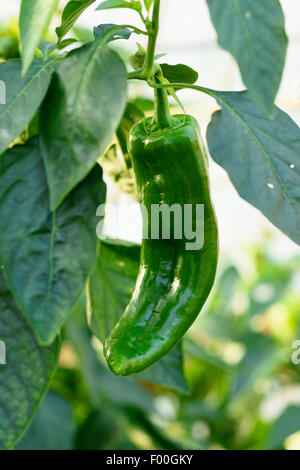 food, aliment, pepper, green, leaves, gastronomy, fruit, kitchen ...