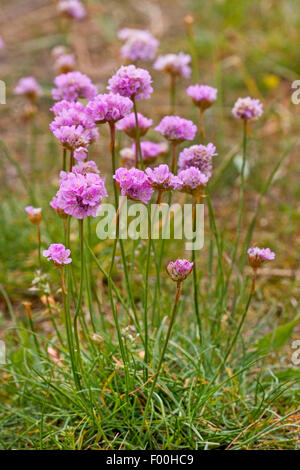 sea thrift, western thrift (Armeria maritima), Dunyveg castle ruin ...