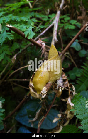 California Banana Slug (Ariolimax californicus) Mollusca Stock Photo ...