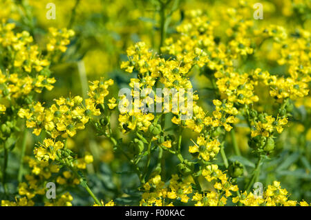 Weinraute, Ruta, graveolens, Raute, Gewuerzpgflanze, heilpflanze Stock ...
