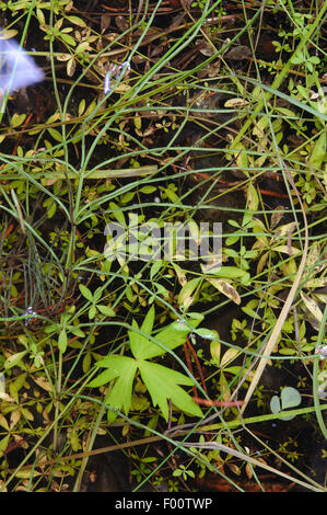 Pond plants deep under the water Stock Photo - Alamy