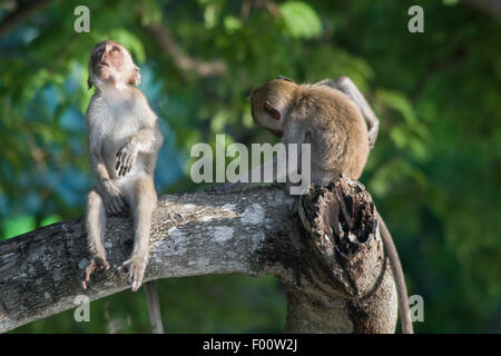 Two baby monkeys (long tailed macaque Stock Photo - Alamy