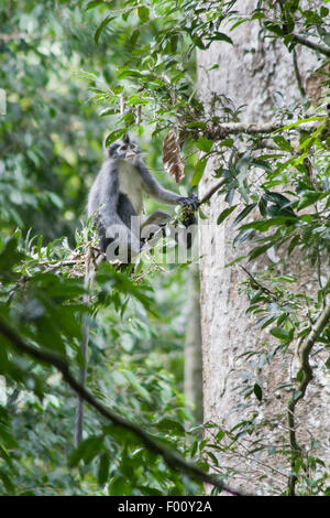 Thomas' langur (Presbytis thomasi), Thomas Leaf Monkey, in Gunung ...