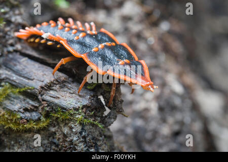A female trilobite beetle. Females retain the larval form even as ...