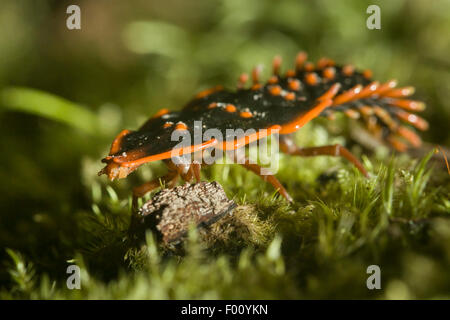 A female trilobite beetle. Females retain the larval form even as ...