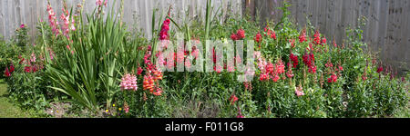 Snapdragon Panoramic Flower Garden Stock Photo: 86075040 - Alamy