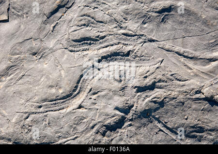 Trace fossils on the surface of a limestone Stock Photo - Alamy
