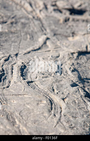Trace fossils on the surface of a limestone Stock Photo - Alamy