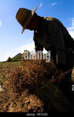 Qingyang, China's Gansu Province. 5th Aug, 2015. Farmers collect flax ...