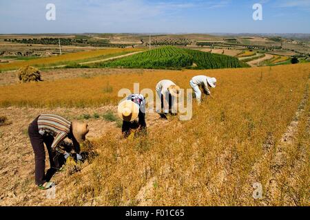 Qingyang, China's Gansu Province. 5th Aug, 2015. Farmer Sun Guangqi ...