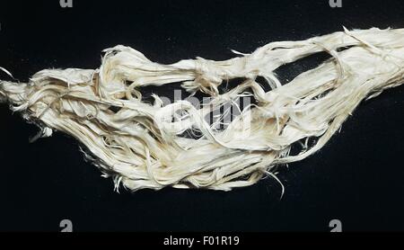Asbestos fibers in rock close-up. Isolated. Harmful, dangerous minral ...