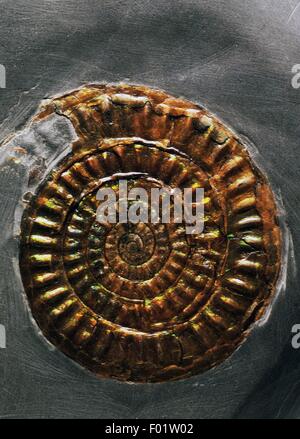 Ancient Spiral Ammonite Fossil Stock Photo - Alamy