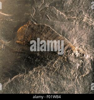Fossils - Cnidaria - Scyphozoa - Rhizostomae - Conularia crustula ...