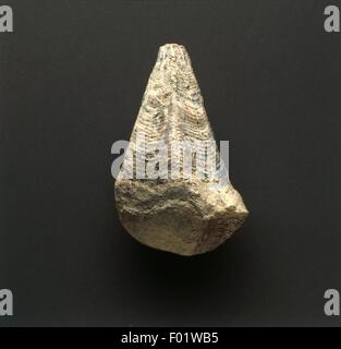 Fossils - Cnidaria - Scyphozoa - Rhizostomae - Conularia - Devonian ...