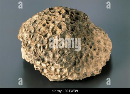 Fossils - Cnidaria - Anthozoa - Rugosa - Tetracoral Calceola sandalina ...