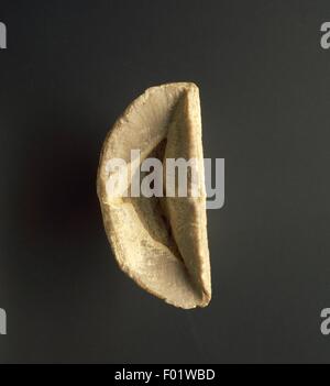 Fossils - Cnidaria - Anthozoa - Rugosa - Tetracoral Calceola sandalina ...