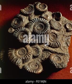 Close-up view of the fossils of prehistoric mussels and marine snails ...